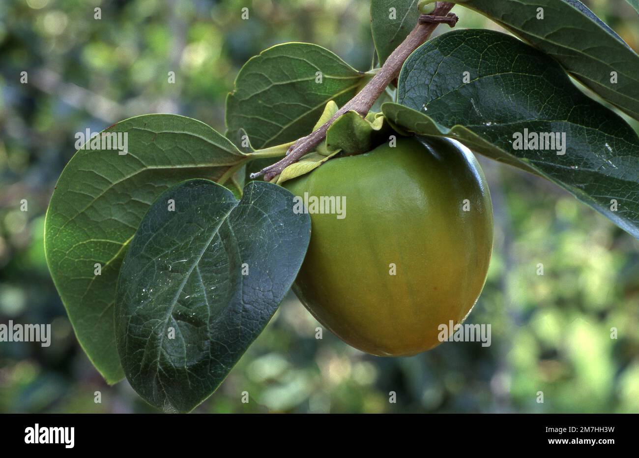 PERSIMMON FRUIT RIPENING ON TREE Stock Photo - Alamy