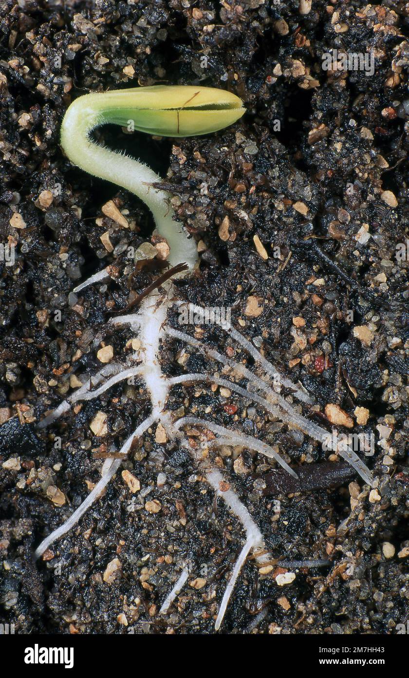PUMPKIN SEEDLING EMERGING Stock Photo - Alamy