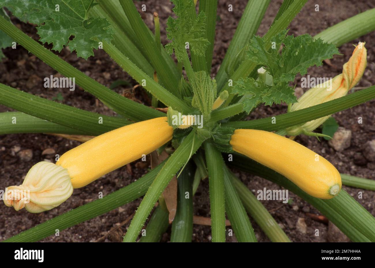 BUSH MARROW OR GOLDEN ZUCCHINI (CURCUBITA PEPO) GROWING, FLOWERS AND ...