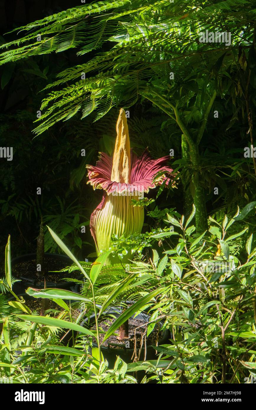 Corpse flower adelaide botanic gardens hi-res stock photography and ...