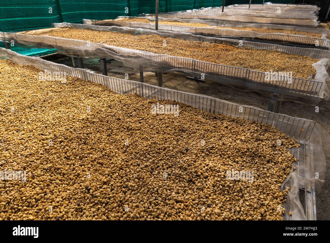 Dry coffee beans are drying on the table on a coffee plantation ...
