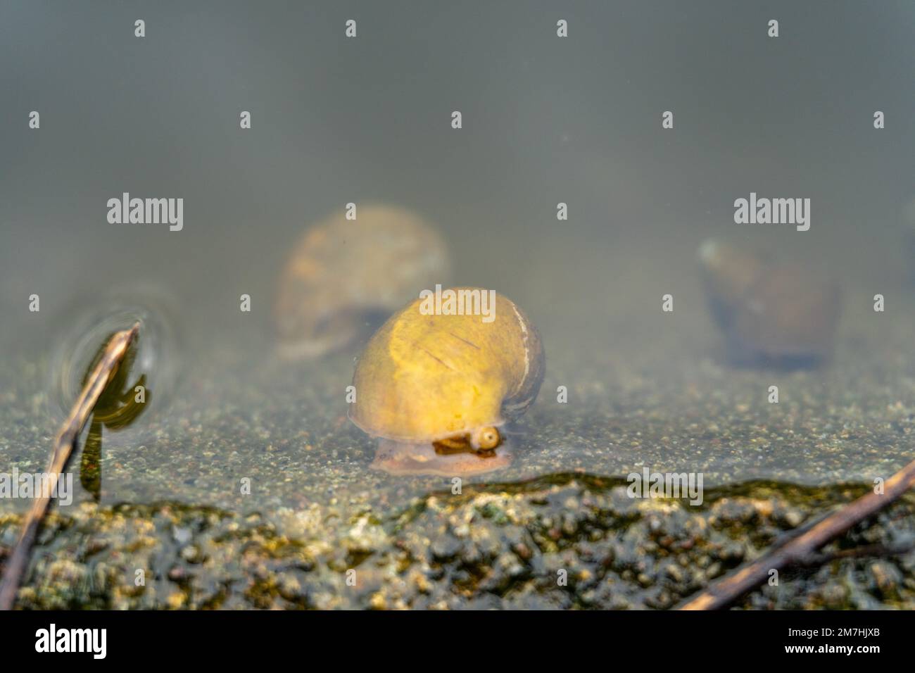 Golden Snail under water close up Stock Photo - Alamy
