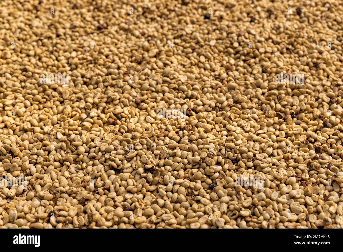 Dry coffee beans are drying on the table on a coffee plantation ...