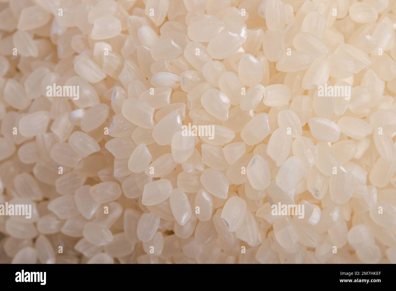 Raw Japanese rice grains, Japonica rice grains Stock Photo - Alamy