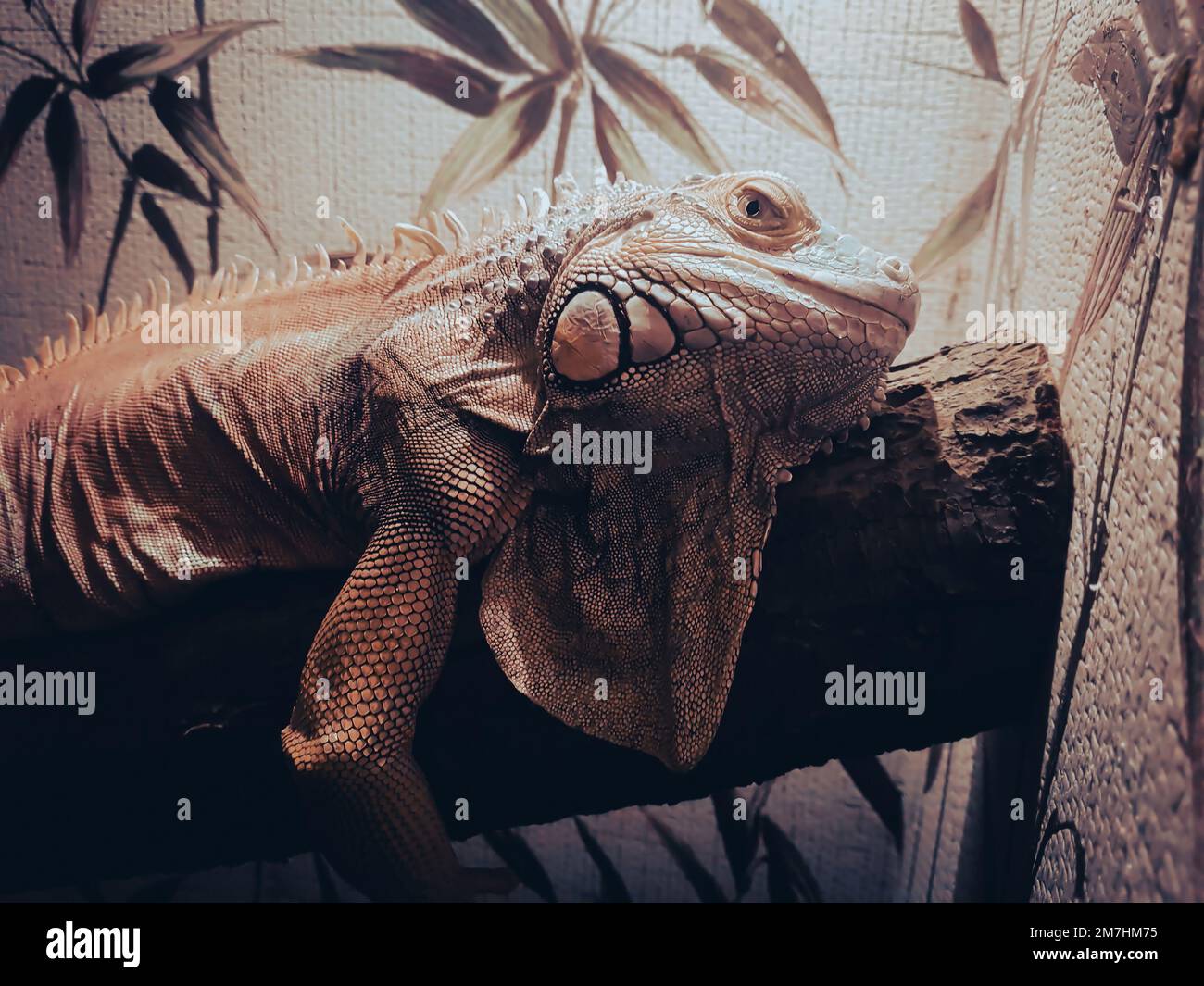 close up. beautiful iguana in a home terrarium Stock Photo - Alamy