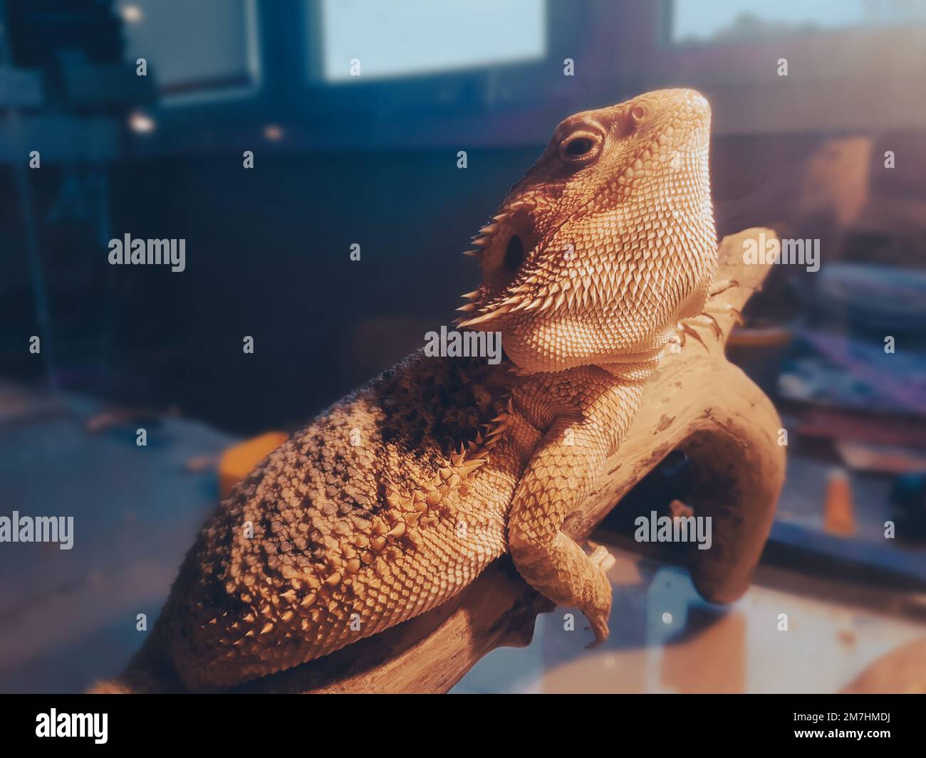 close up. iguana lying on a branch in a home terrarium Stock Photo - Alamy