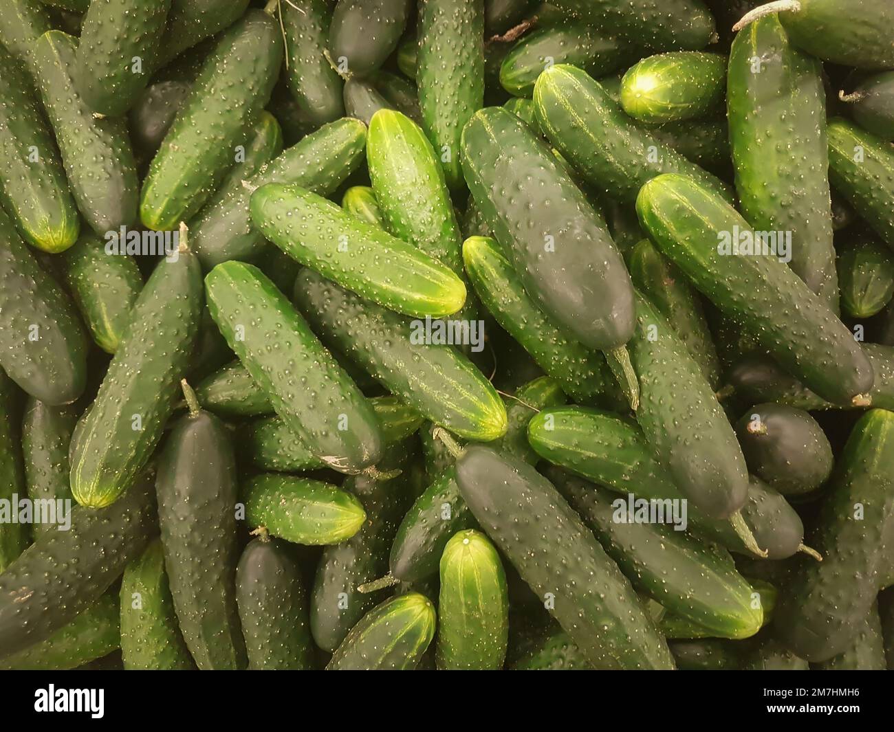 lots of fresh cucumbers on the counter in the supermarket Stock Photo ...