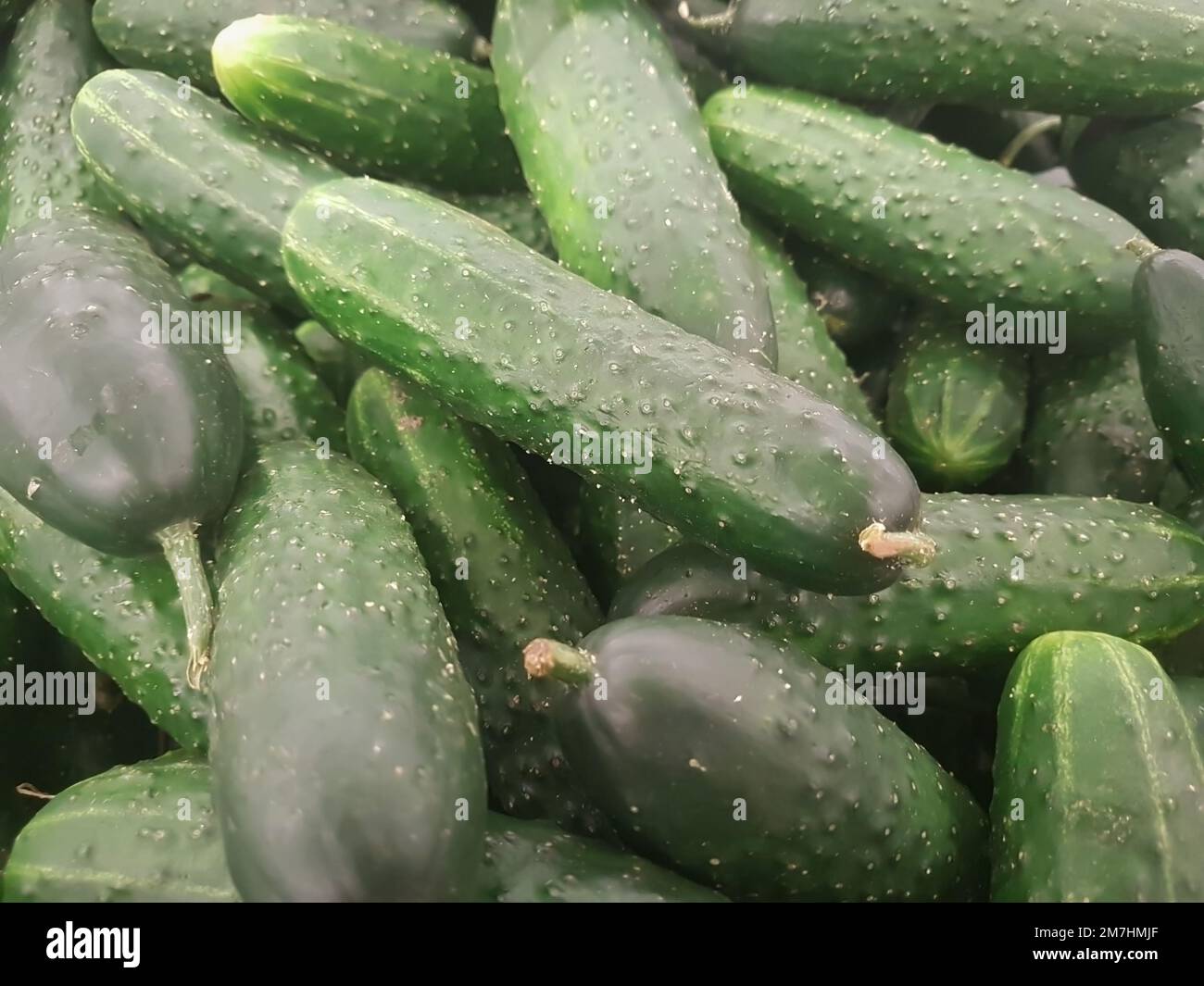lots of fresh cucumbers on the counter in the supermarket Stock Photo ...