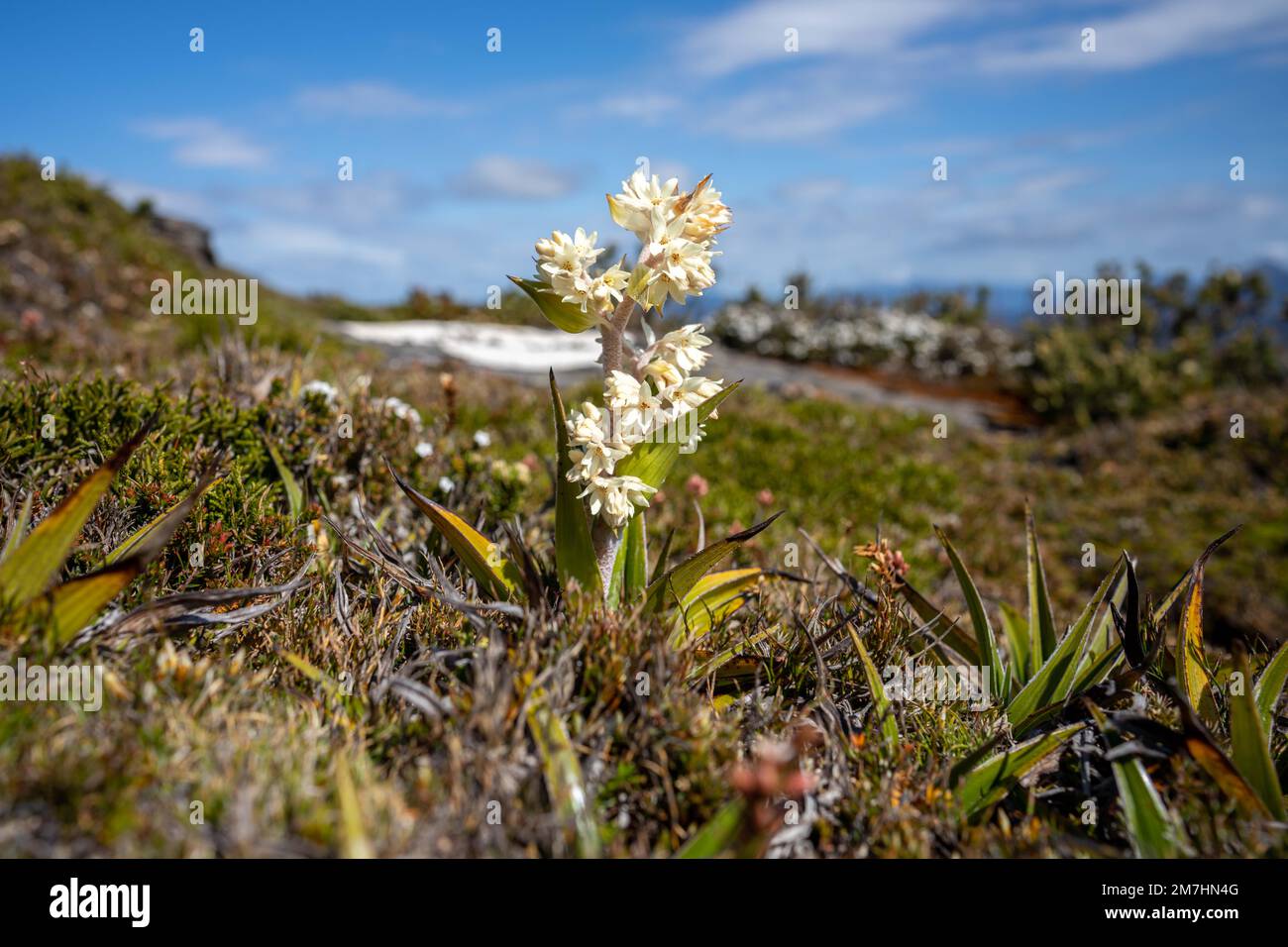 Native plants australia illustration hi-res stock photography and ...