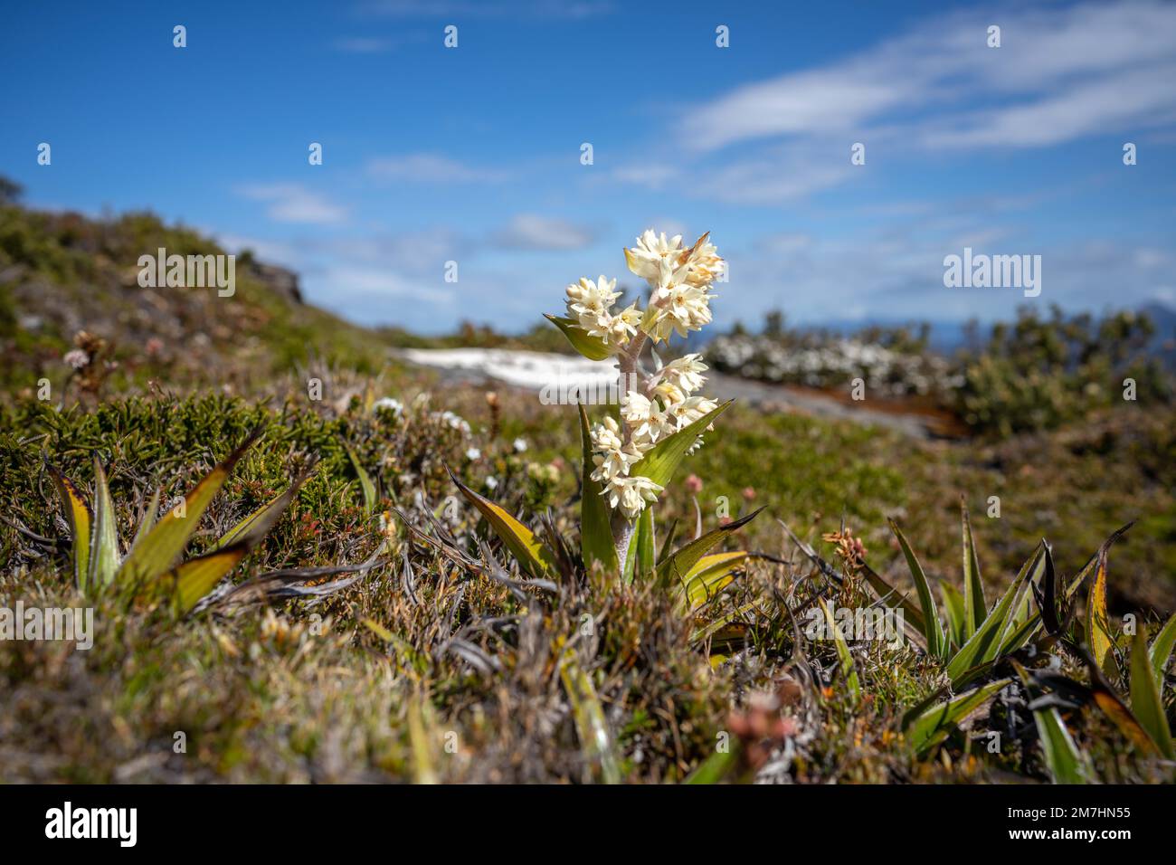 alpine plants growing on a mountain in tasmania australia. alpine ...