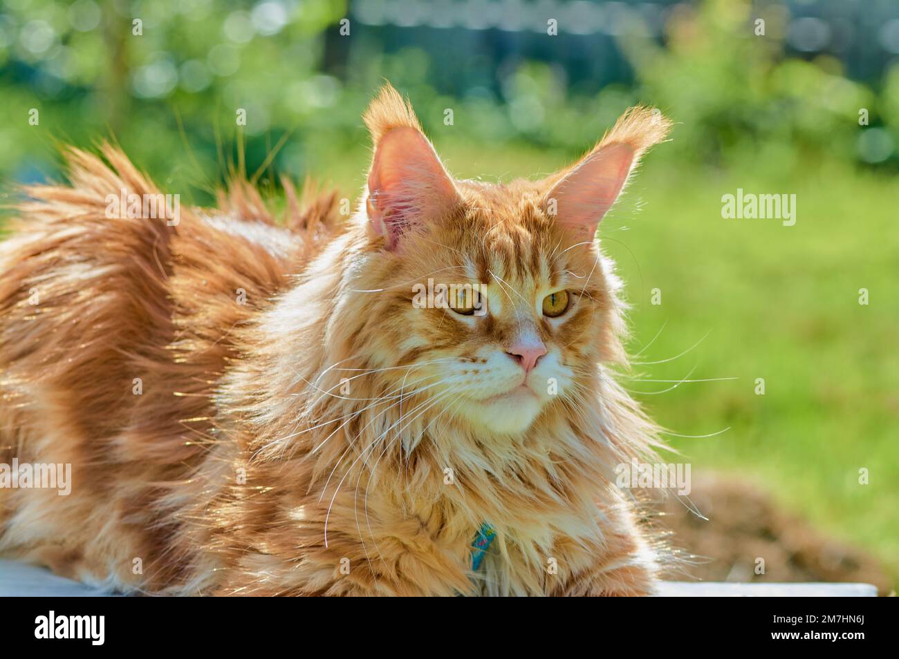 ginger cat looks into the camera close-up, meikun Stock Photo - Alamy