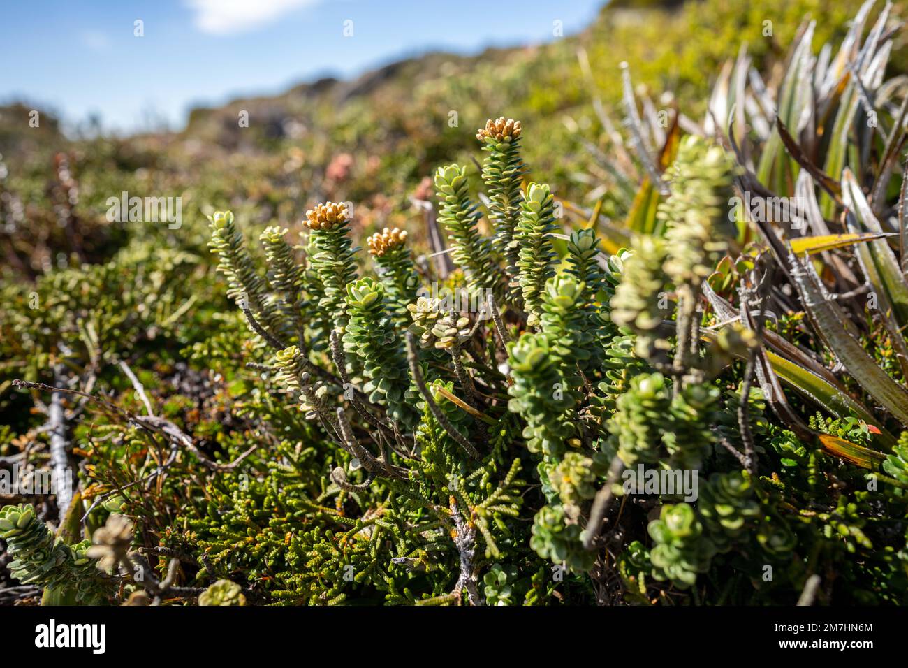 alpine plants growing on a mountain in tasmania australia. alpine ...