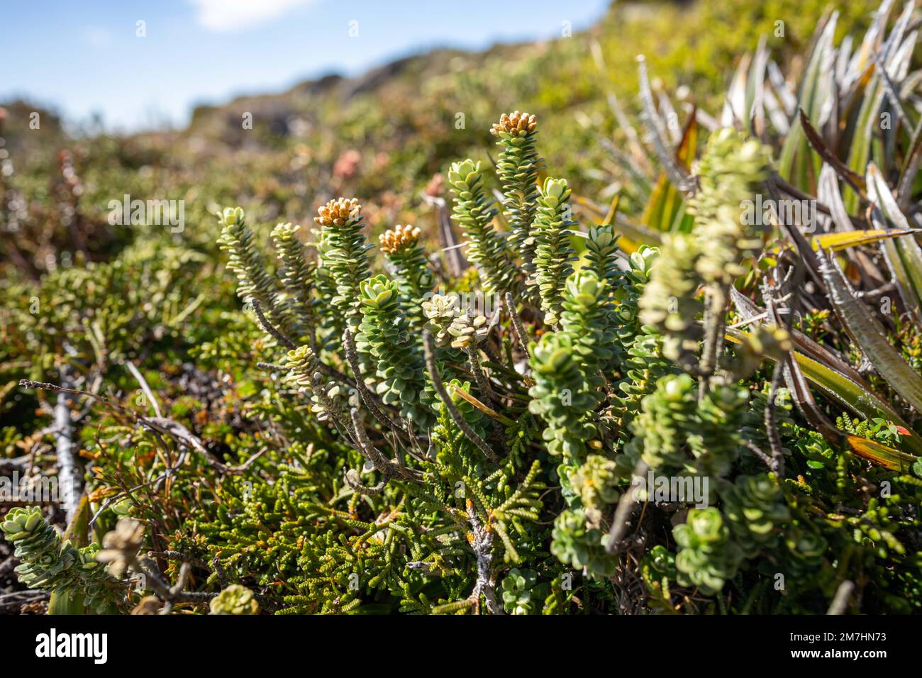 native plants growing on a mountain in tasmania australia in summer ...