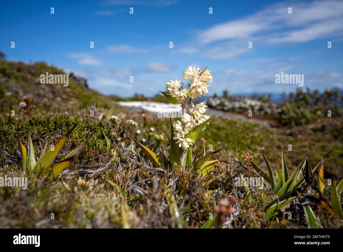 Native plants australia illustration hi-res stock photography and ...