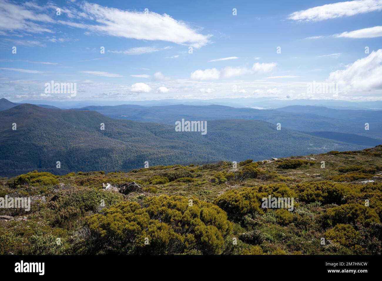 Native plants australia illustration hi-res stock photography and ...
