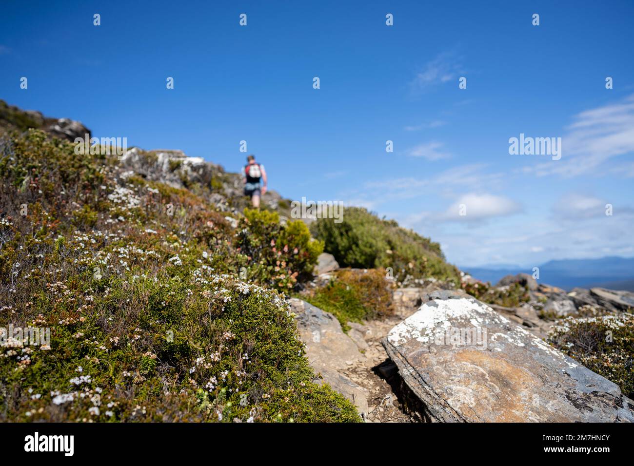 Native plants australia illustration hi-res stock photography and ...