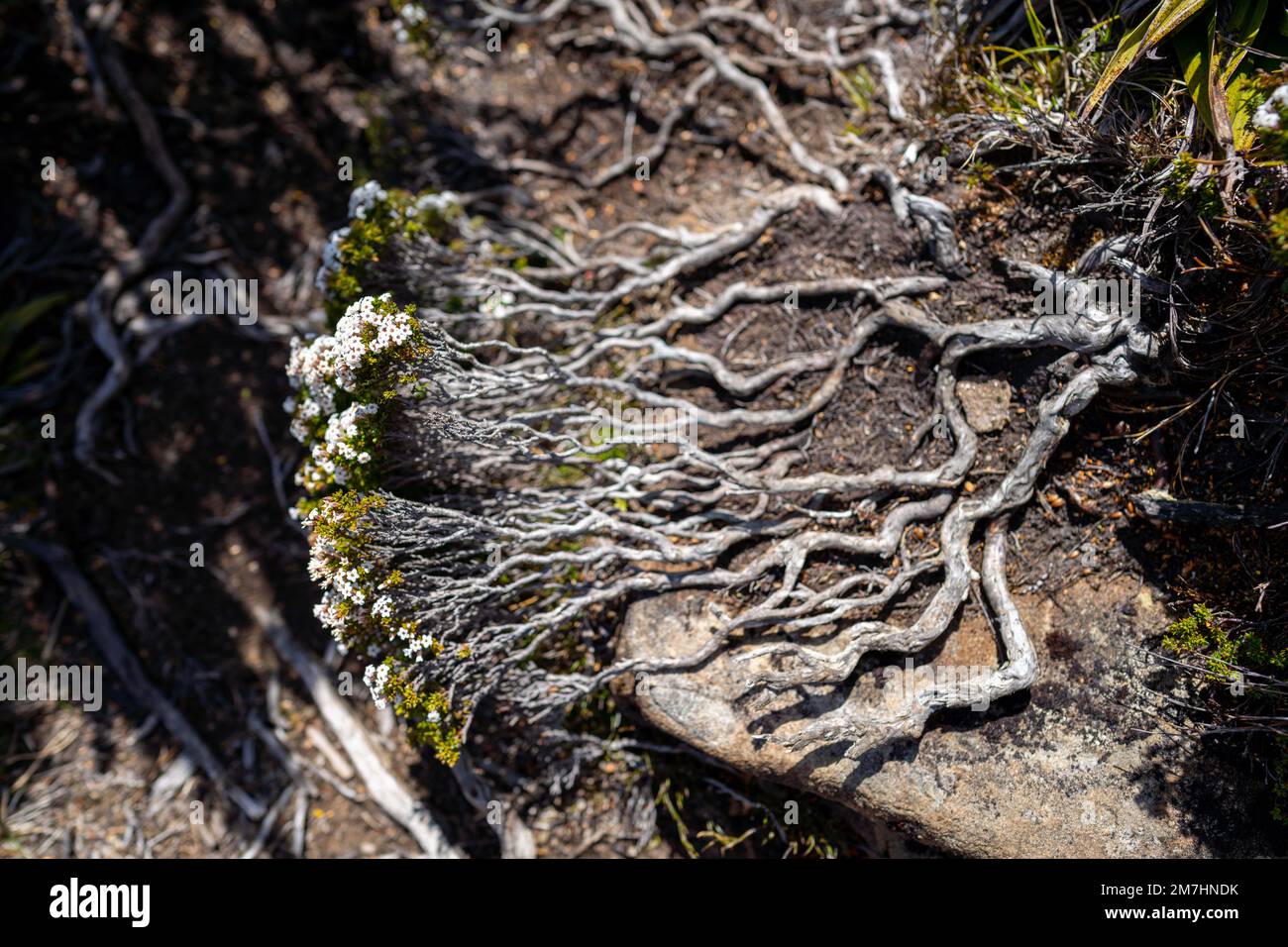 native plants growing on a mountain in tasmania australia in summer ...