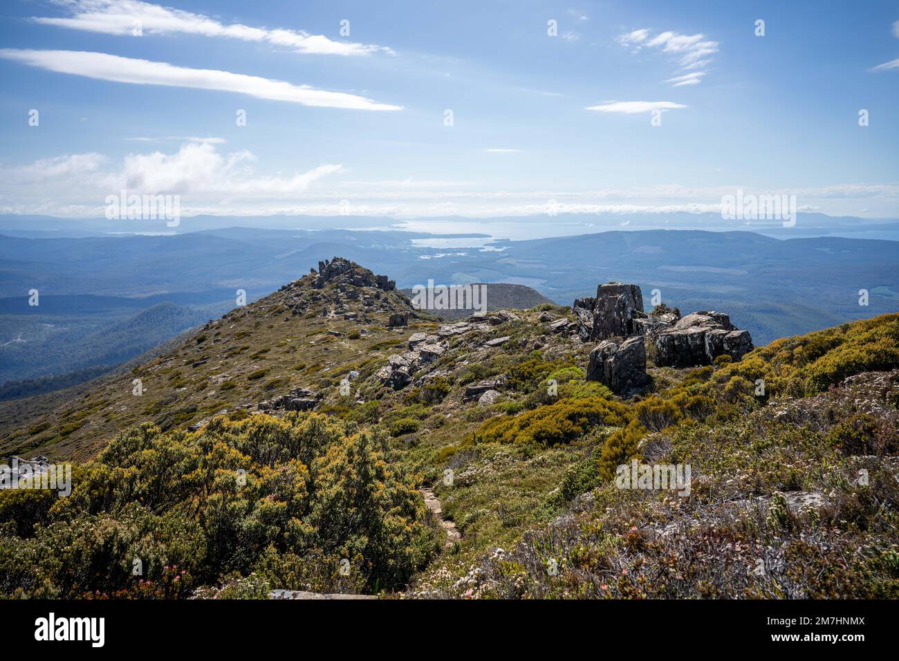 Native plants australia illustration hi-res stock photography and ...