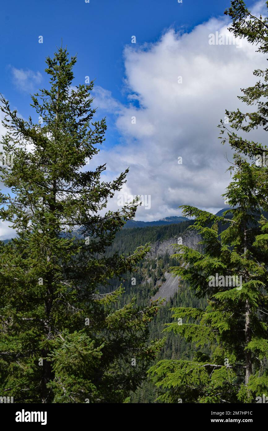 Mt washington treeline hi-res stock photography and images - Alamy
