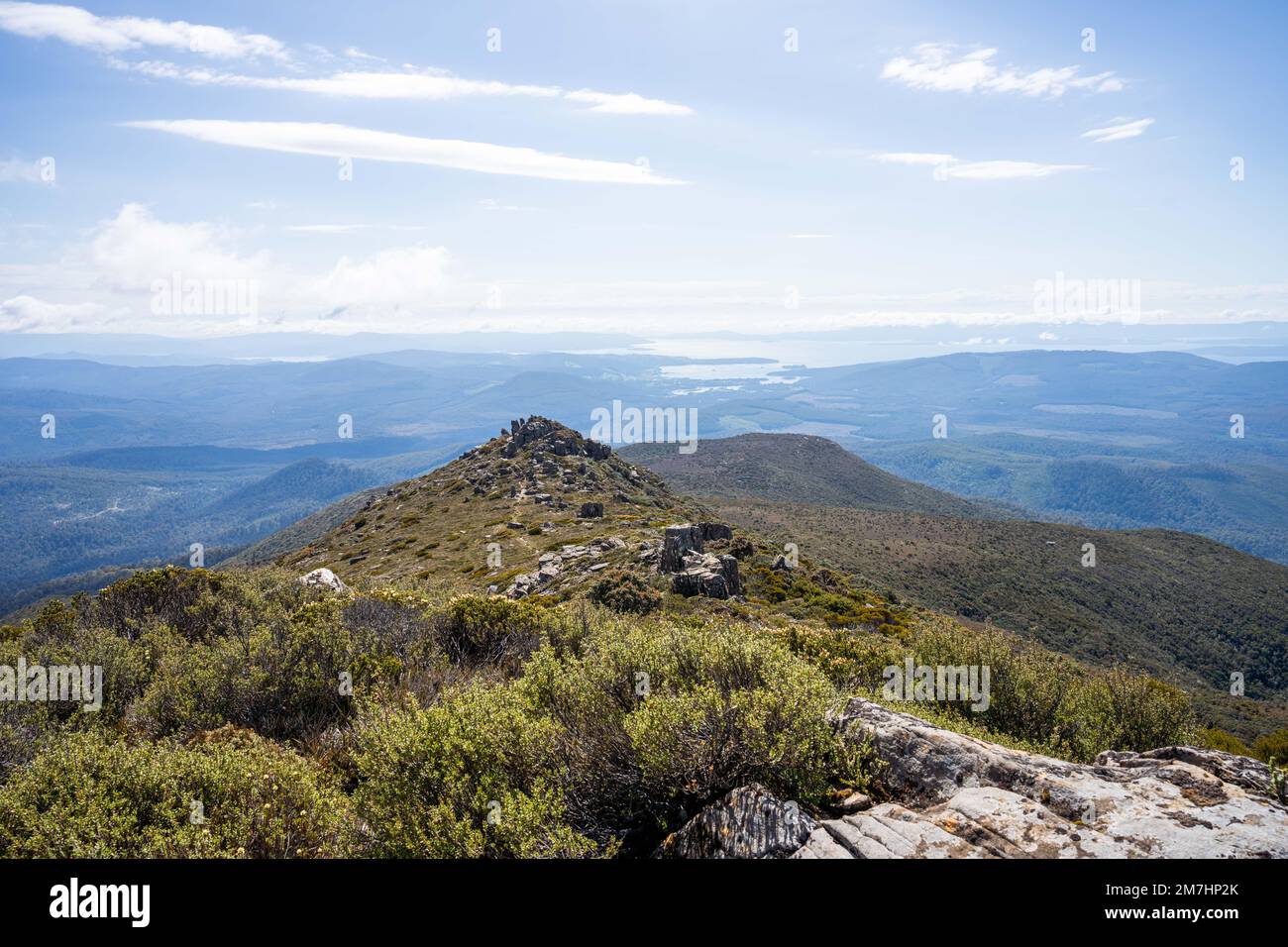 Native plants australia illustration hi-res stock photography and ...