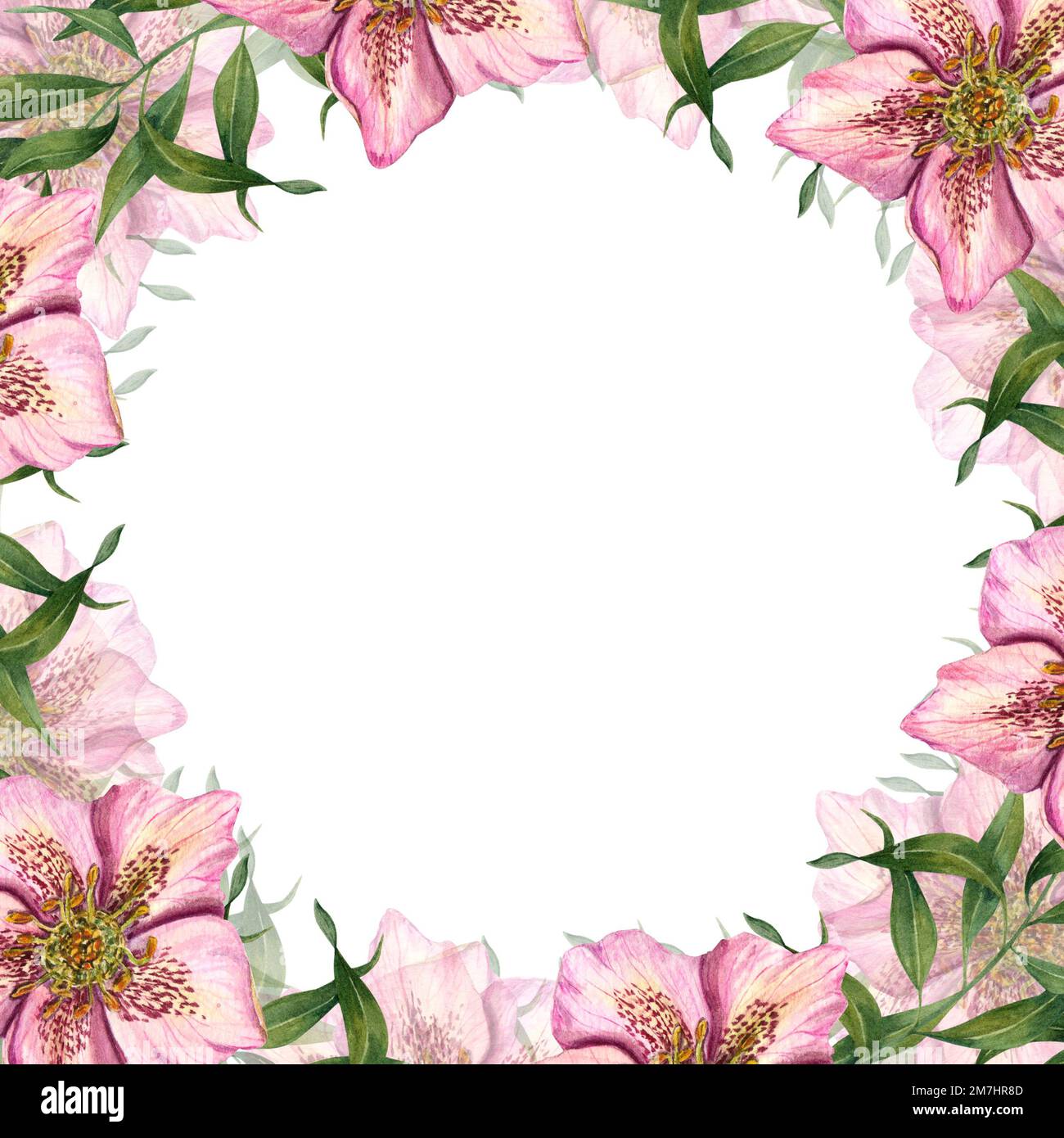 Square floral frame with watercolor hellebores isolated on white ... Square floral frame with watercolor hellebores isolated on white ...