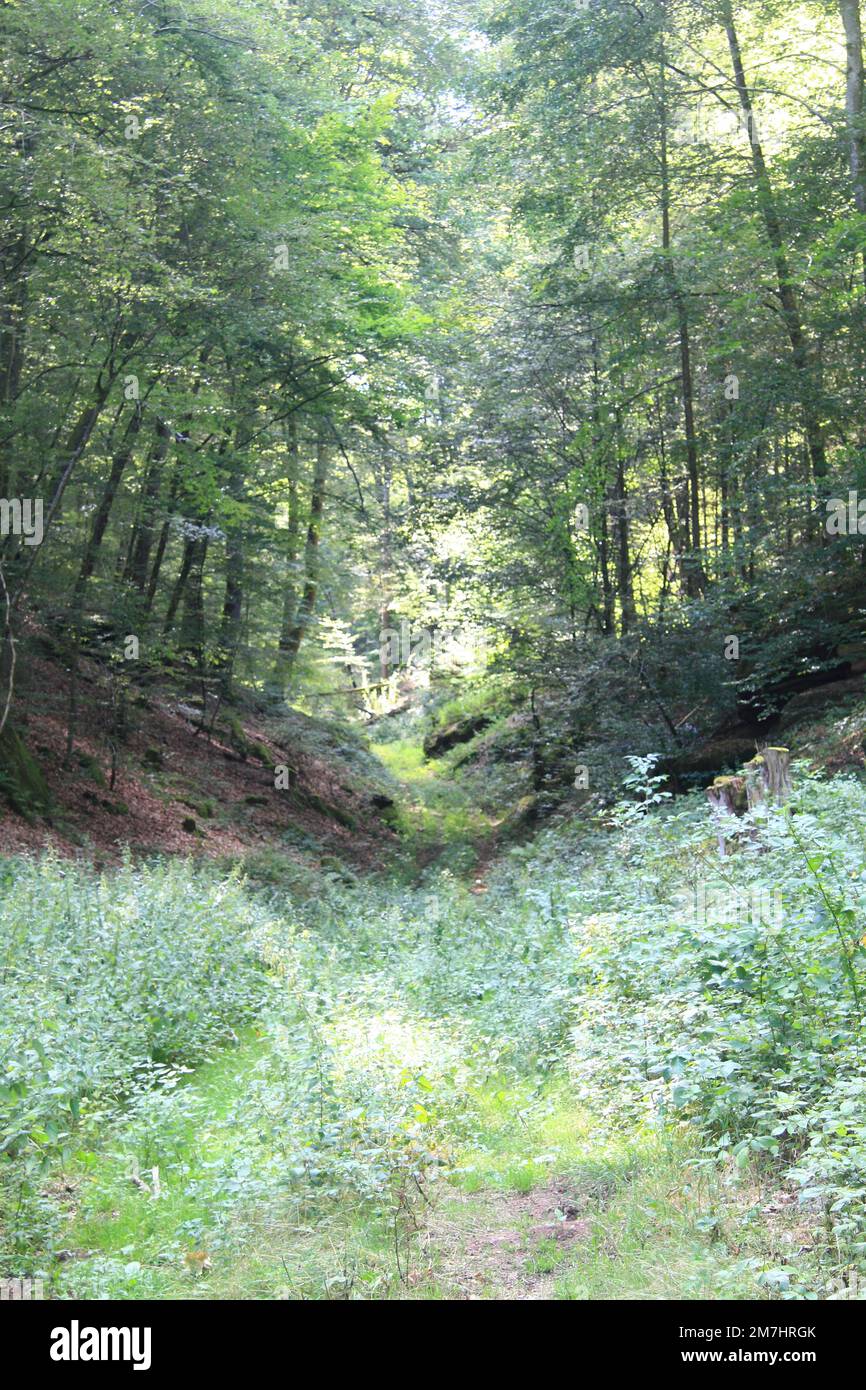 a clearing with trees and shrubs in the background Stock Photo - Alamy