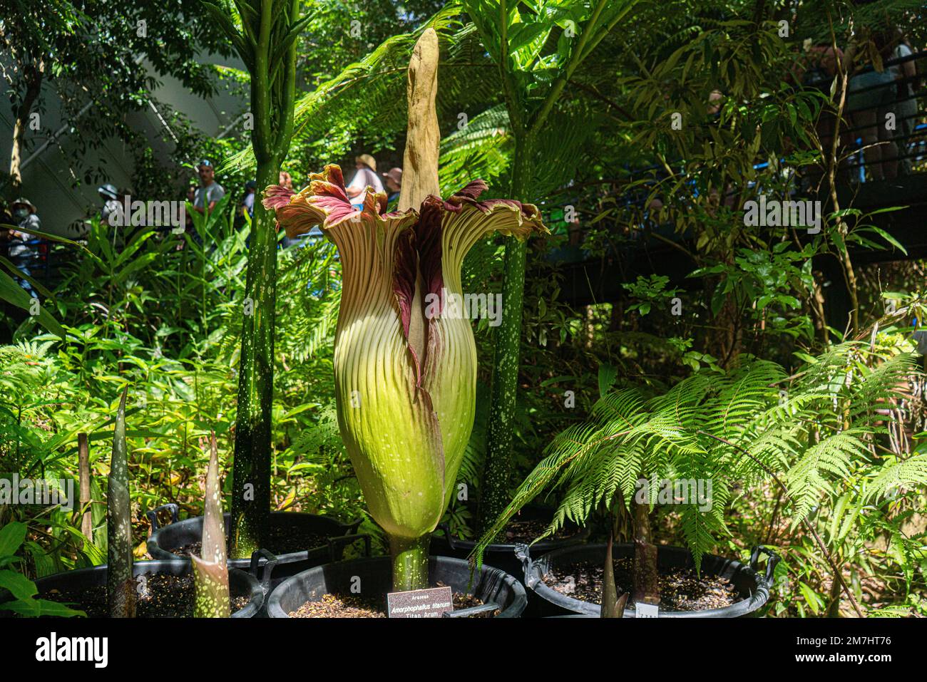 10 January 2023- The Corpse flower also known as (titan arum ) famous ...