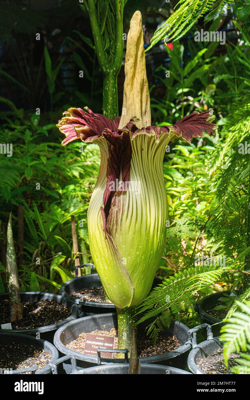 10 January 2023- The Corpse flower also known as (titan arum ) famous ...