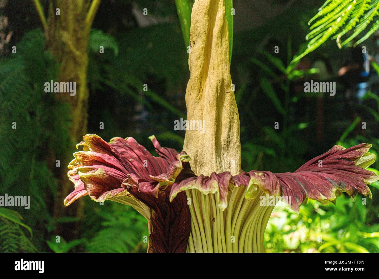 10 January 2023- The Corpse flower also known as (titan arum ) famous ...