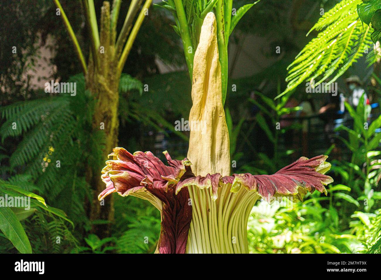 10 January 2023- The Corpse flower also known as (titan arum ) famous ...