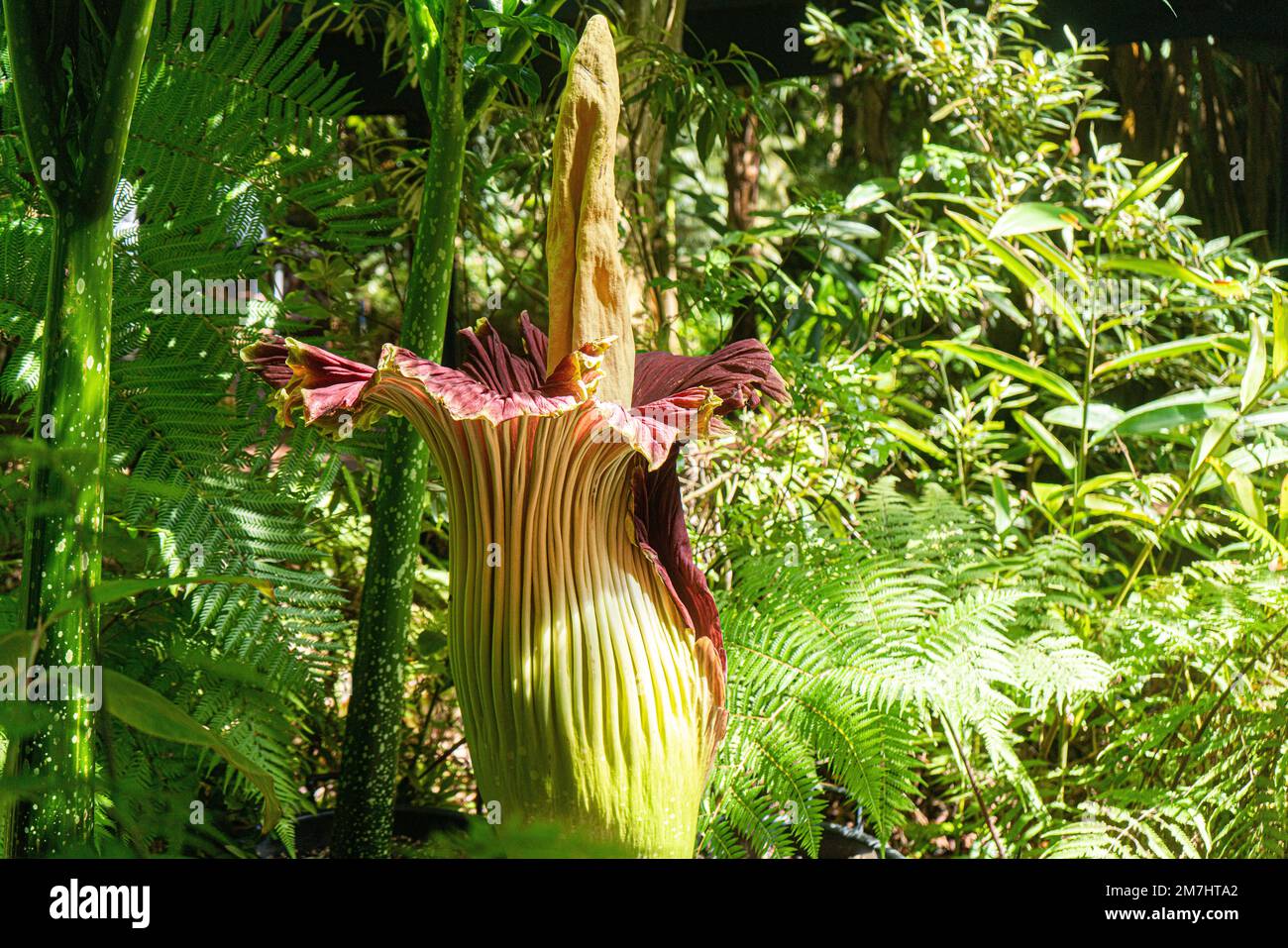 10 January 2023- The Corpse flower also known as (titan arum ) famous ...