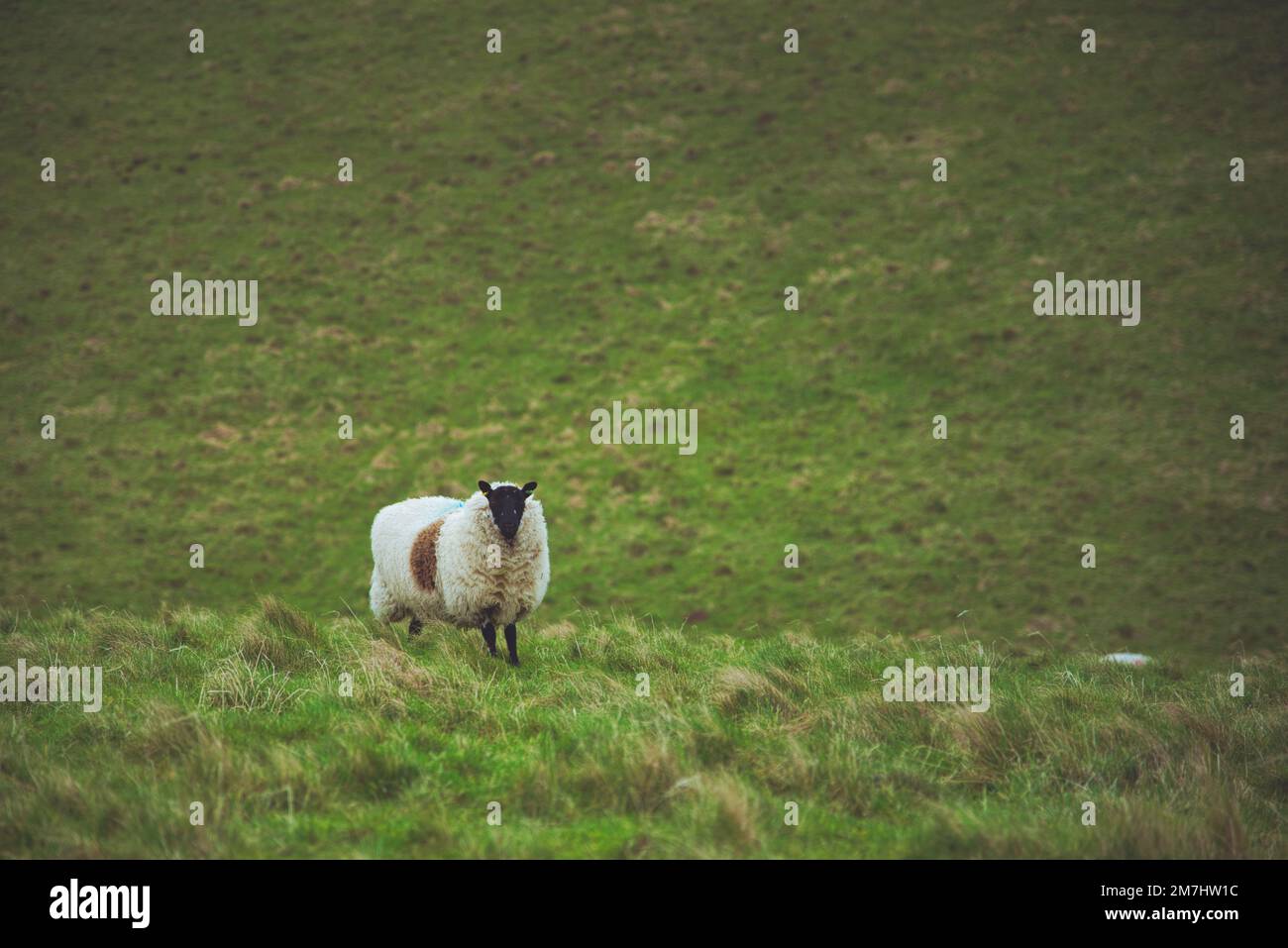 Clun sheep hi-res stock photography and images - Alamy