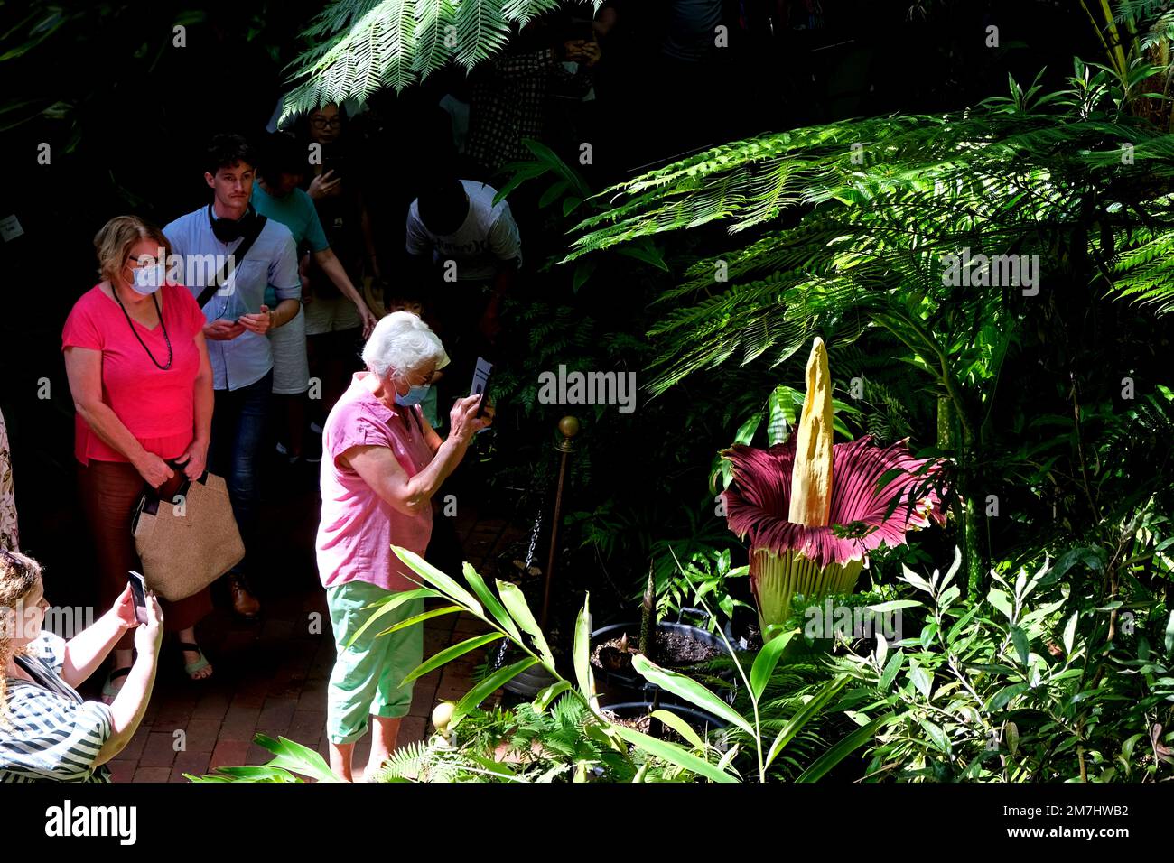 Titan arum corpse flower adelaide botanic gardens australia plan hi-res ...