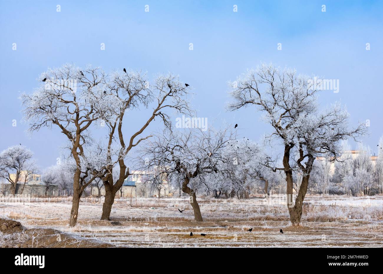 snow on trees in winter Stock Photo - Alamy