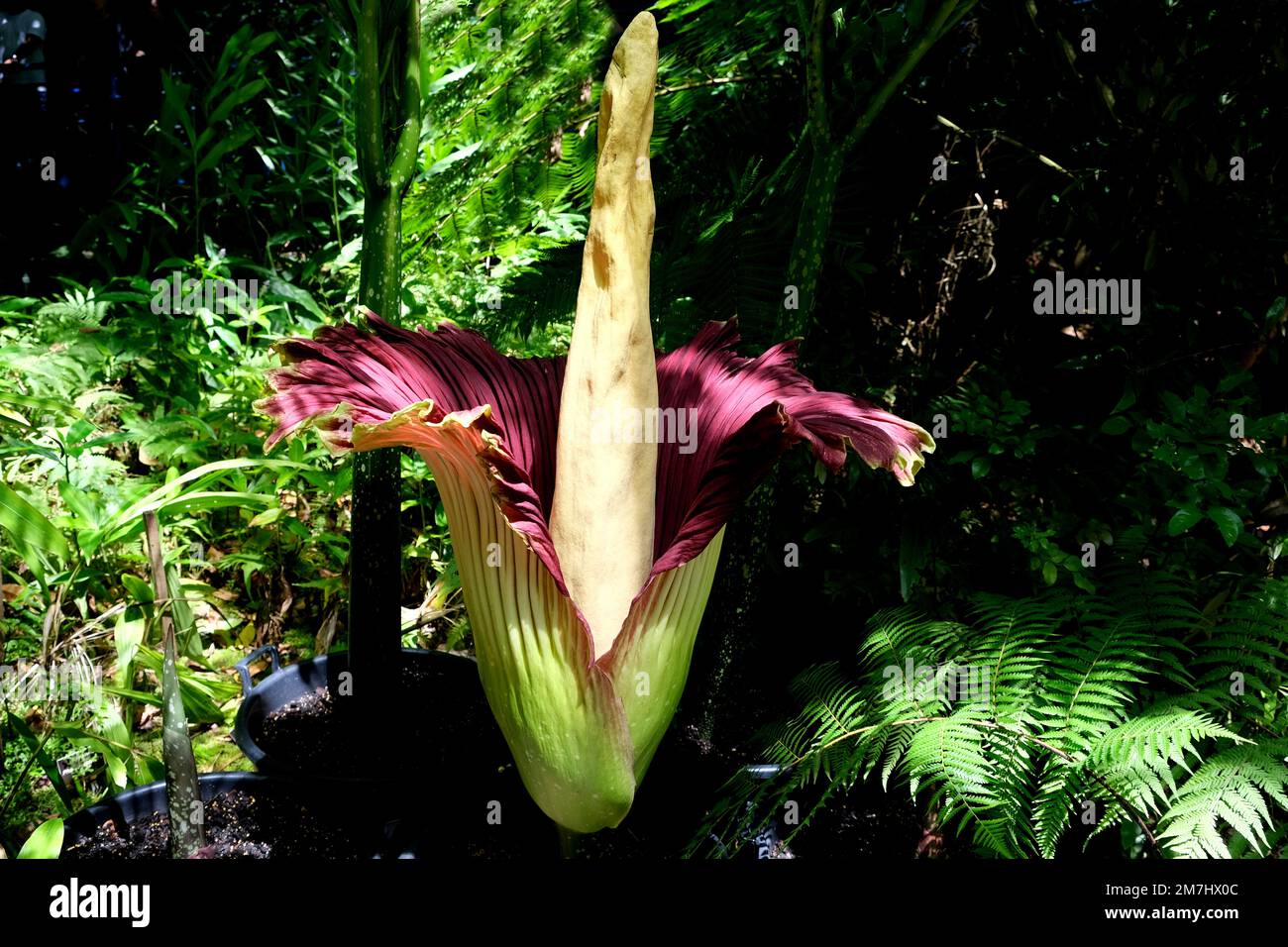 A Titan Arum also known as the Corpse Flower in a rare flowering in ...