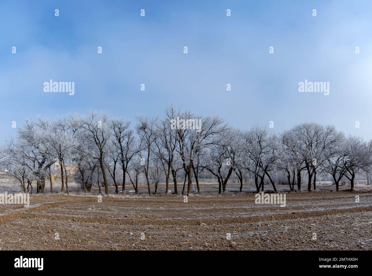 Ice storm on fruit trees hi-res stock photography and images - Alamy