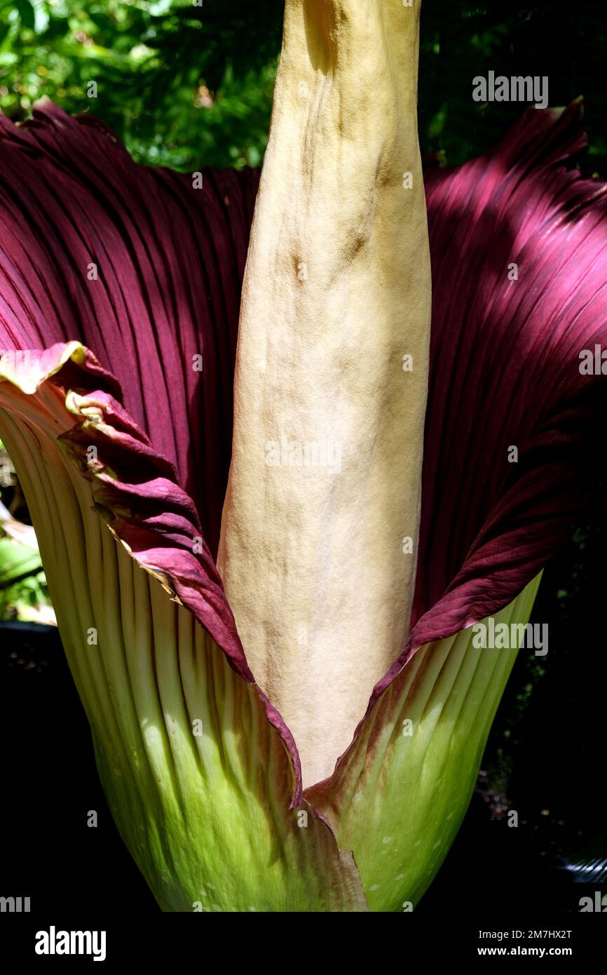 A Titan Arum also known as the Corpse Flower in a rare flowering in ...