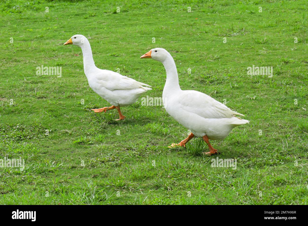 Domesticated wildlife hi-res stock photography and images - Alamy