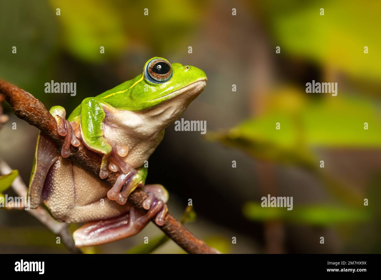 Boophis occidentalis, species of endemic beautiful green tree frog in ...