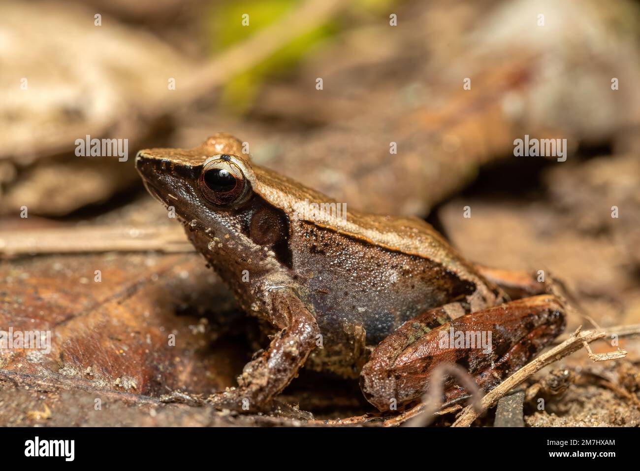 Small endemic frog Brown Mantella (Mantidactylus melanopleura), species ...
