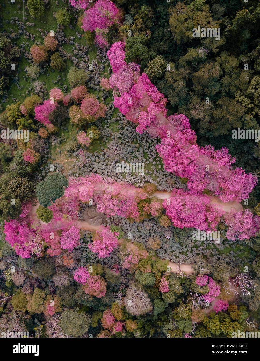 Sakura Cherry Blossom in Chiang Mai Khun Chan Khian Thailand at Doi ...
