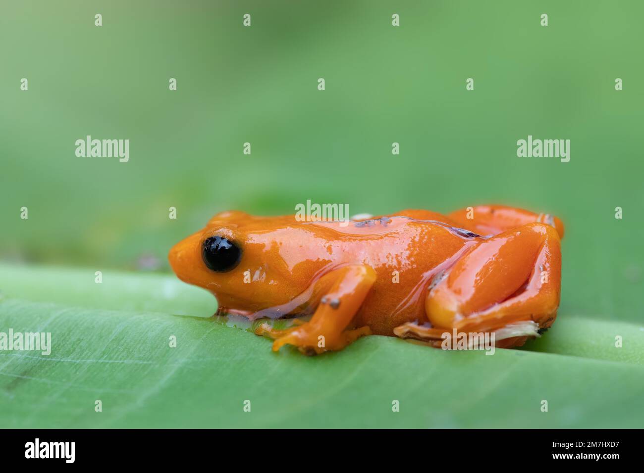 Golden mantella, (Mantella aurantiaca). Small terrestrial frog endemic ...