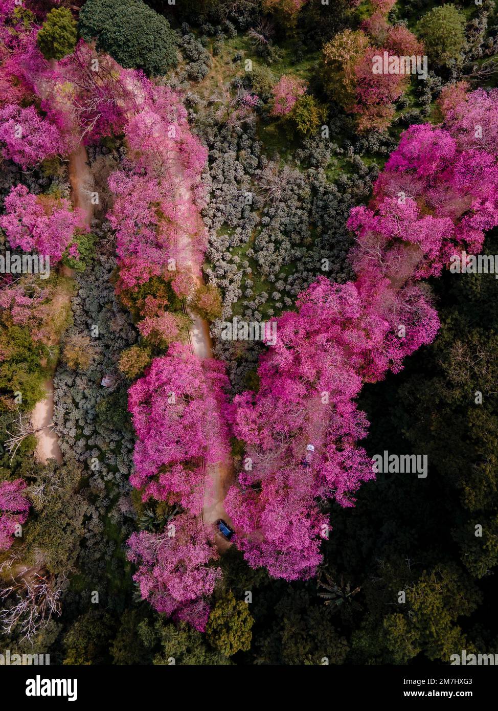 Sakura Cherry Blossom in Chiang Mai Khun Chan Khian Thailand at Doi ...