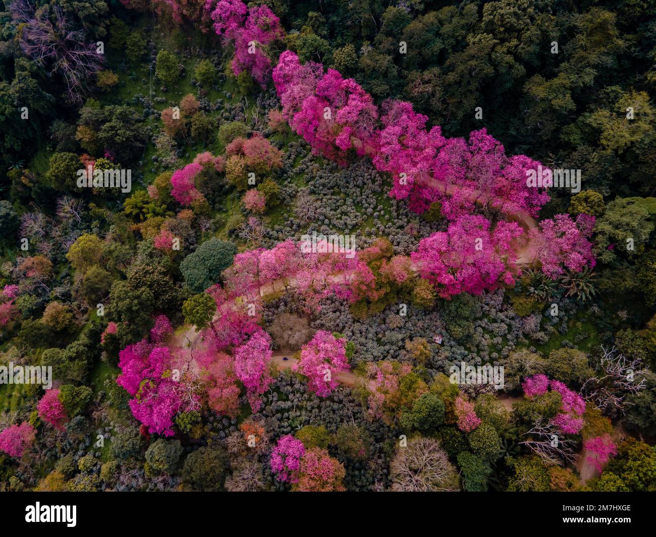 Sakura Cherry Blossom in Chiang Mai Khun Chan Khian Thailand at Doi ...