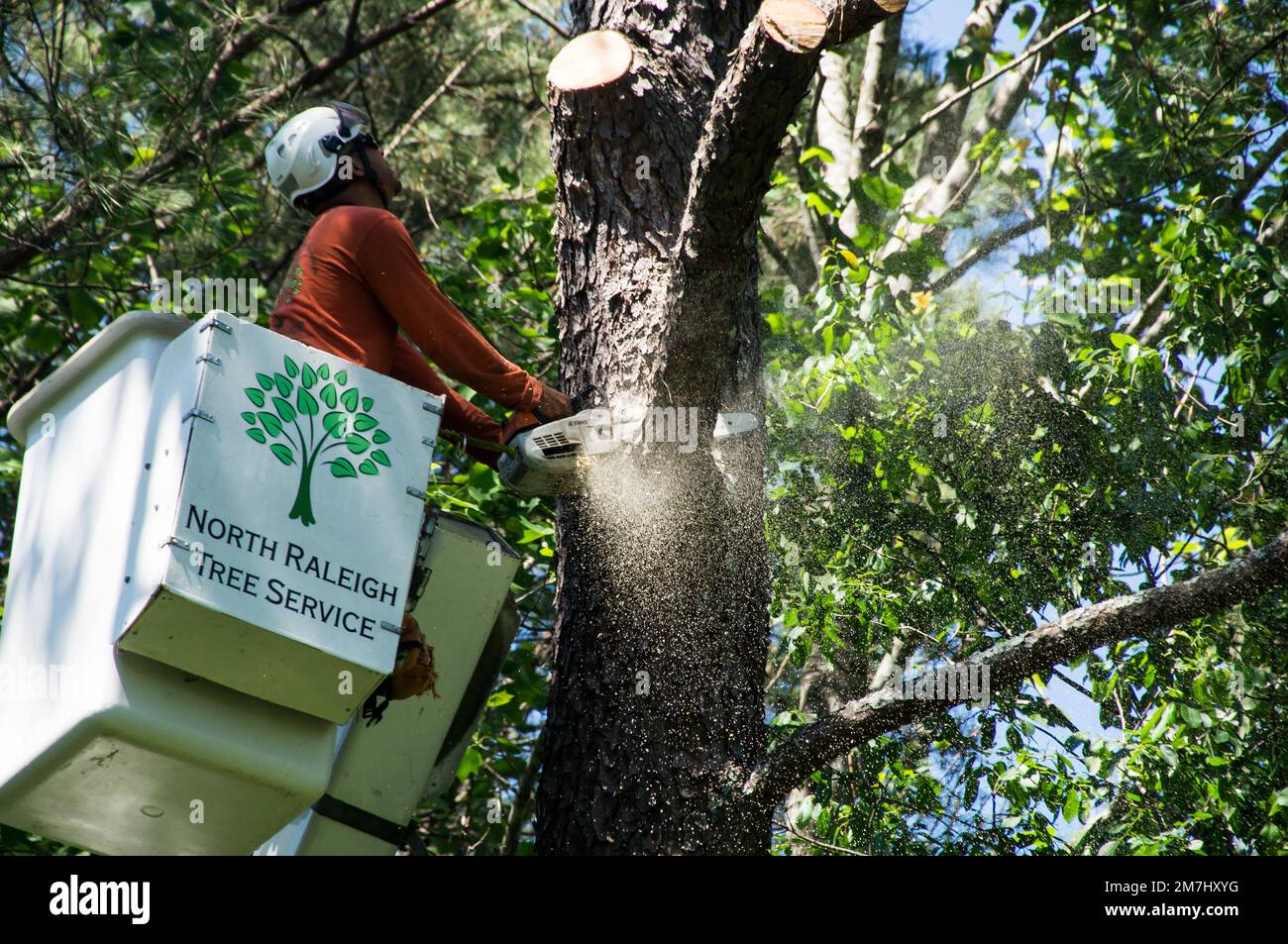 Tree cutter cutting a big limb off a tree (NC State, 2017 Stock Photo ...