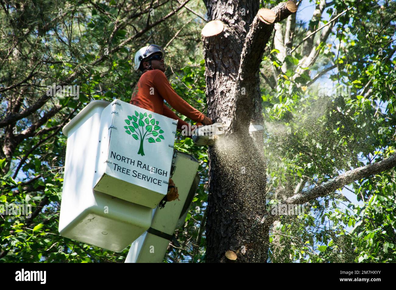 Tree cutter cutting a big limb off a tree (NC State, 2017 Stock Photo ...