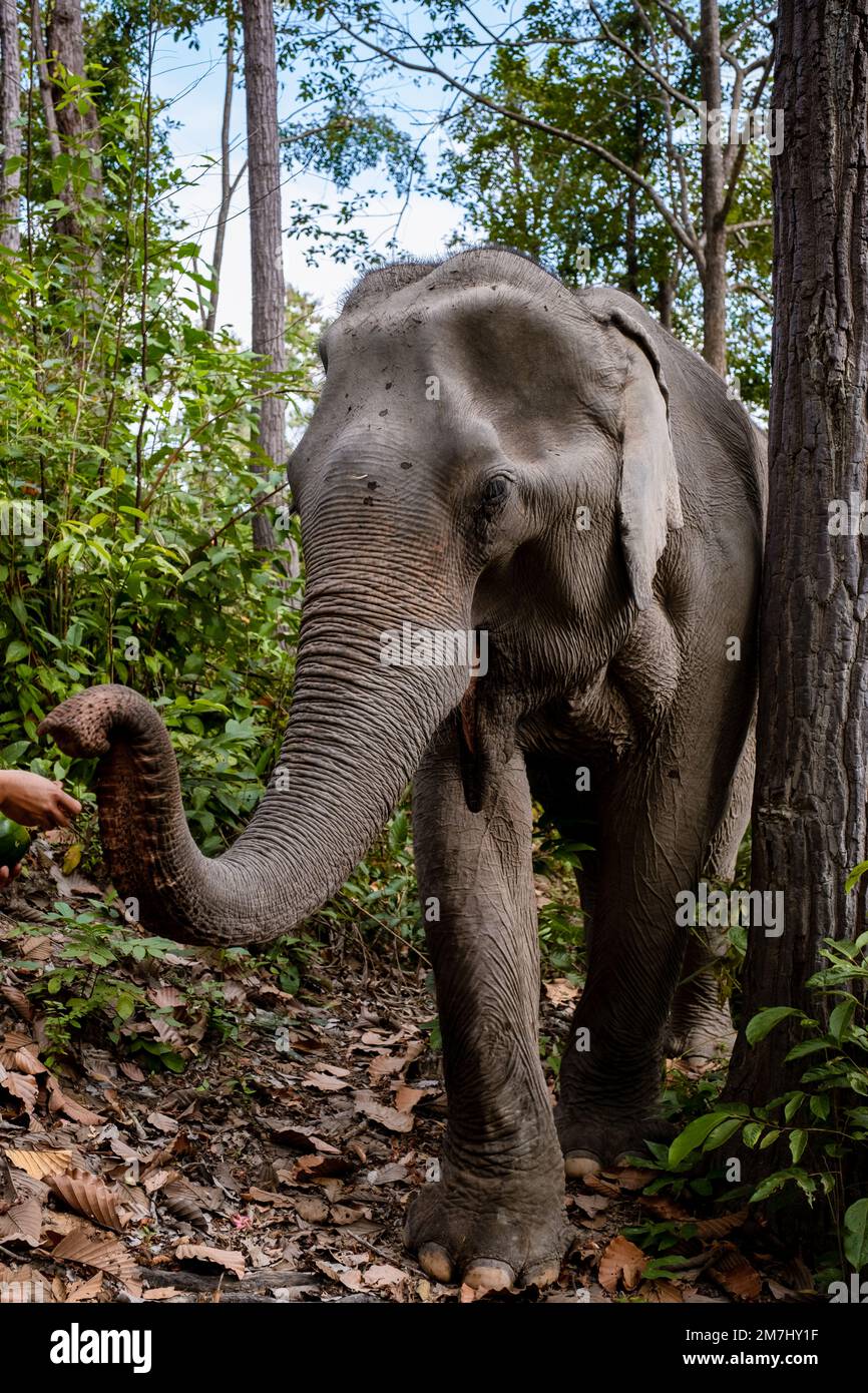 An Elephant in the jungle at a sanctuary in Chiang Mai Thailand ...