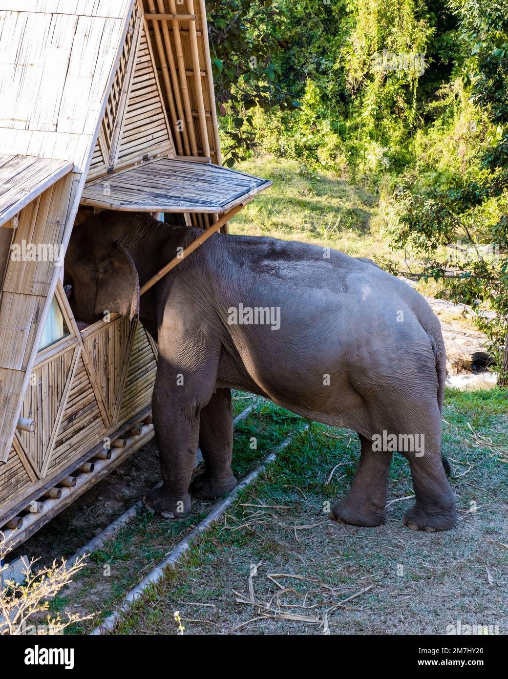 An Elephant in the jungle at a sanctuary in Chiang Mai Thailand ...