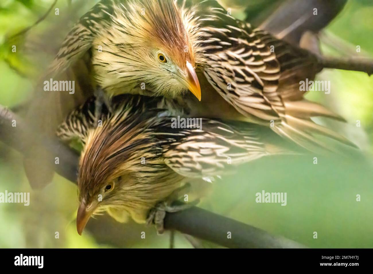Guira cuckoos mating hi-res stock photography and images - Alamy