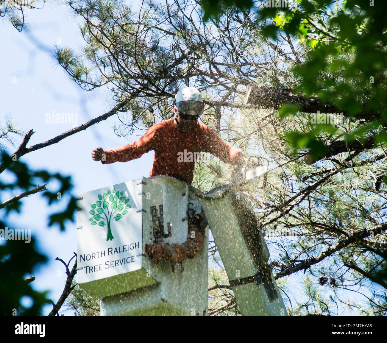 Tree cutter cutting part of a limb from a tree (NC State, May 18th ...